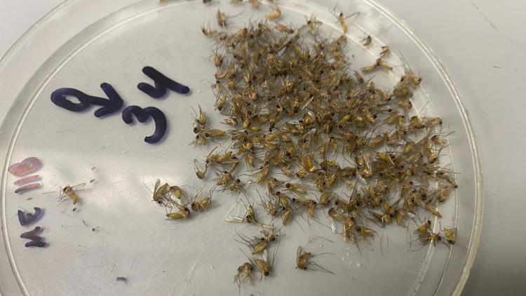 Dallas County gives a look inside its Mosquito Control Lab | wfaa.com