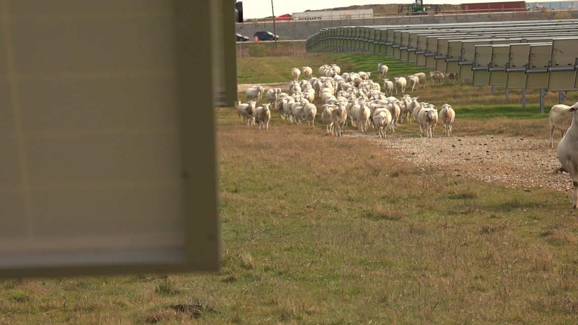 Sheep helping Texas solar farms save money | wfaa.com