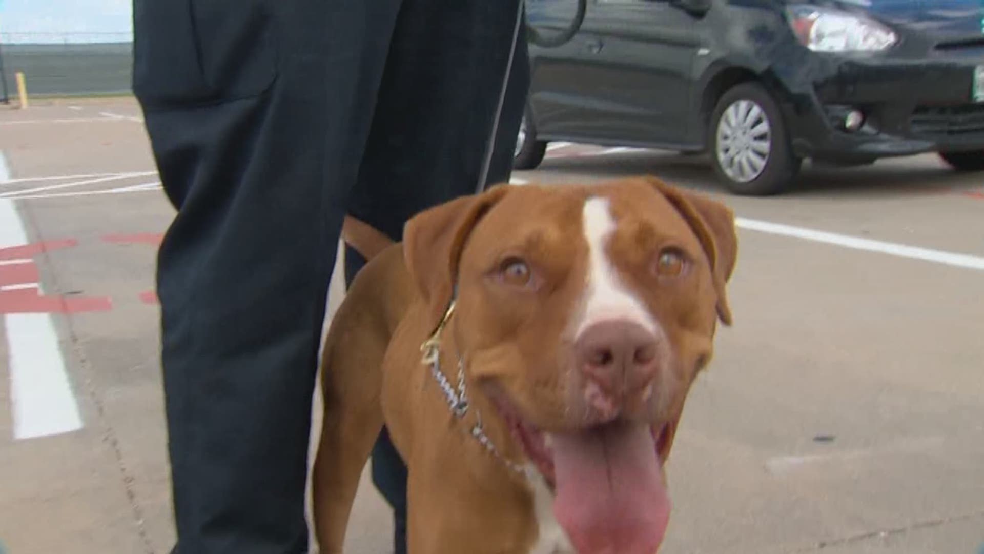 Dog gets second chance with Ferris ISD Police | wfaa.com