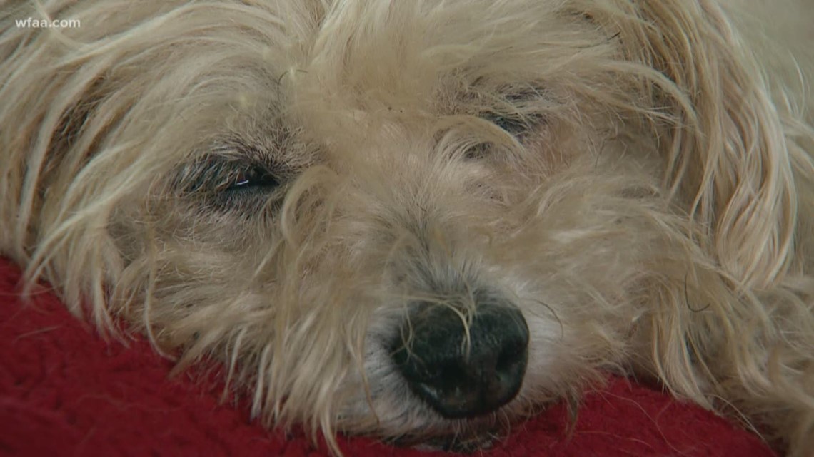 Dallas Animal Services pushing for adoptions this weekend | wfaa.com