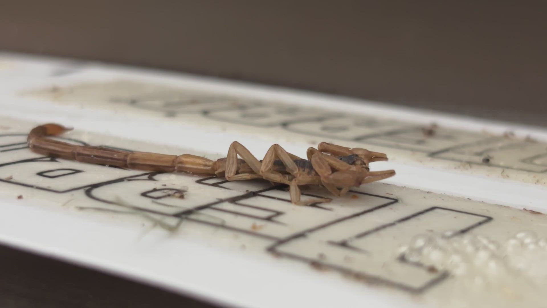 Scorpions are surging in North Texas, causing encounters with humans ...