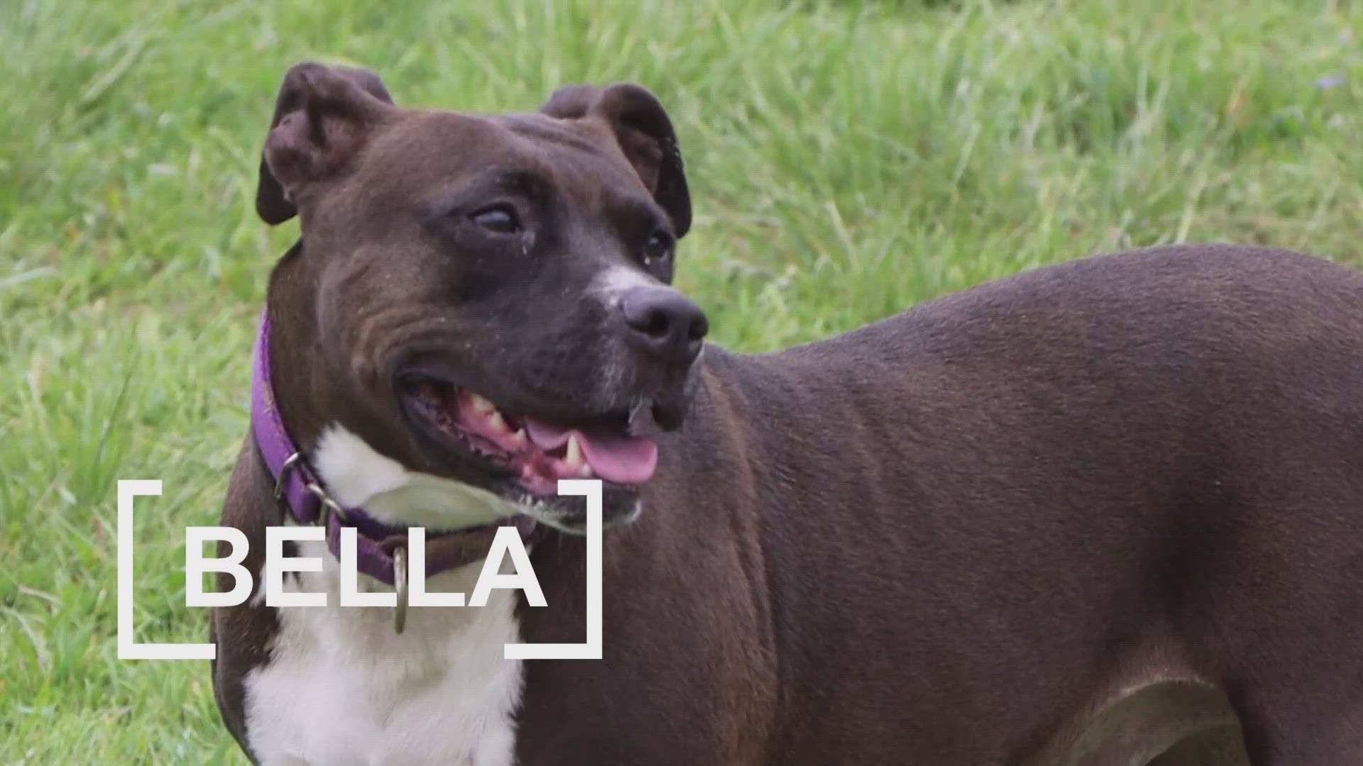 Tailwaggers: Meet 5-year-old Bella & join WFAA for 'Pups in the Park ...
