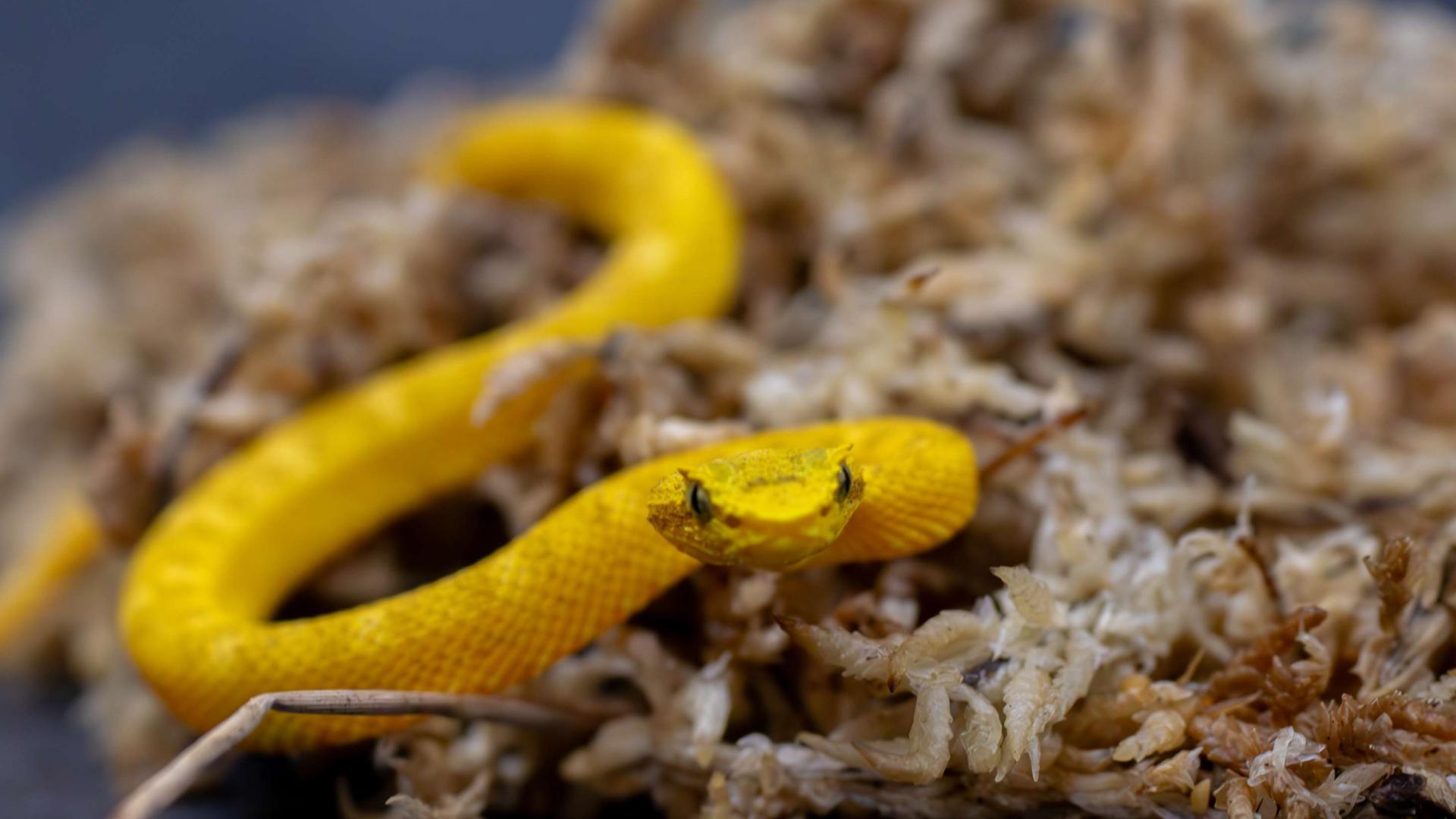 Dallas Zoo welcomes 6 baby eyelash pit vipers | wfaa.com