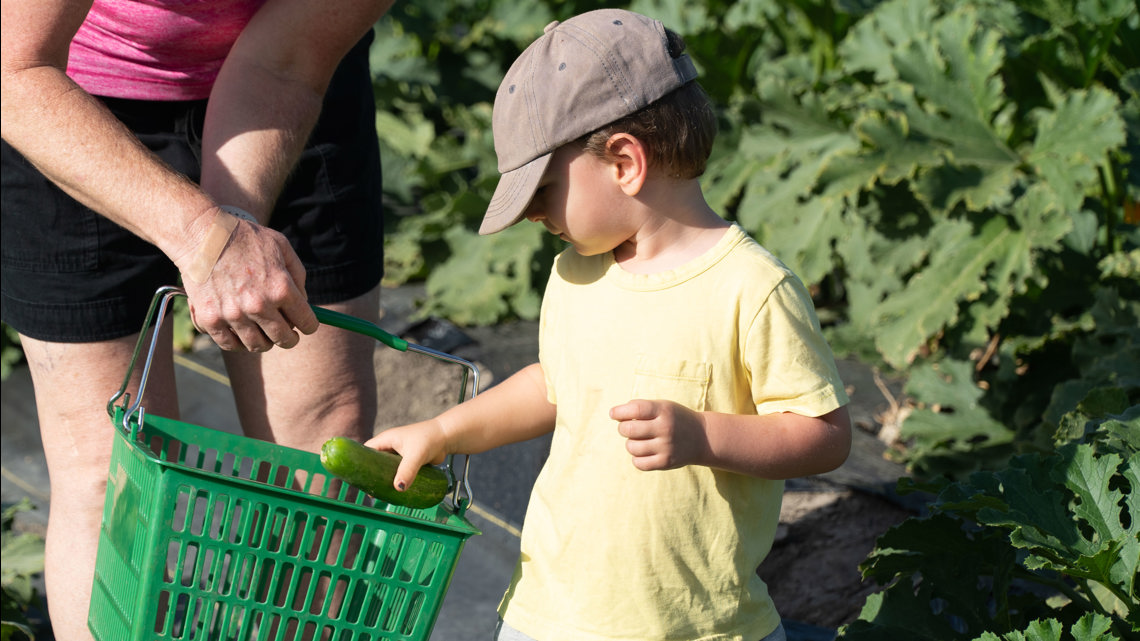 Agritourism grows in North Texas with pick-your-own-produce farms ...