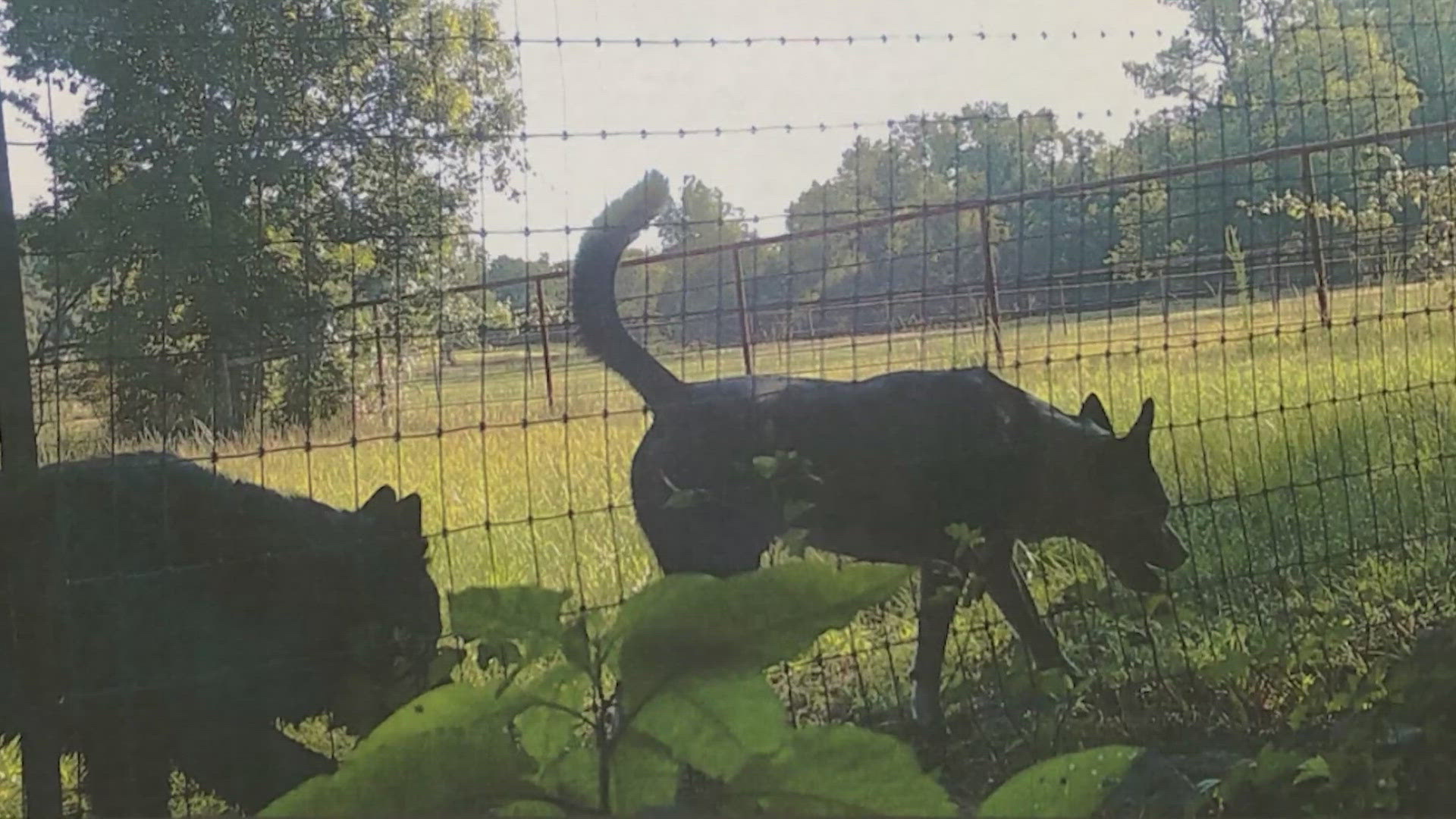Three Dogs Accused in Fatal Mauling Investigation Released Back To ...