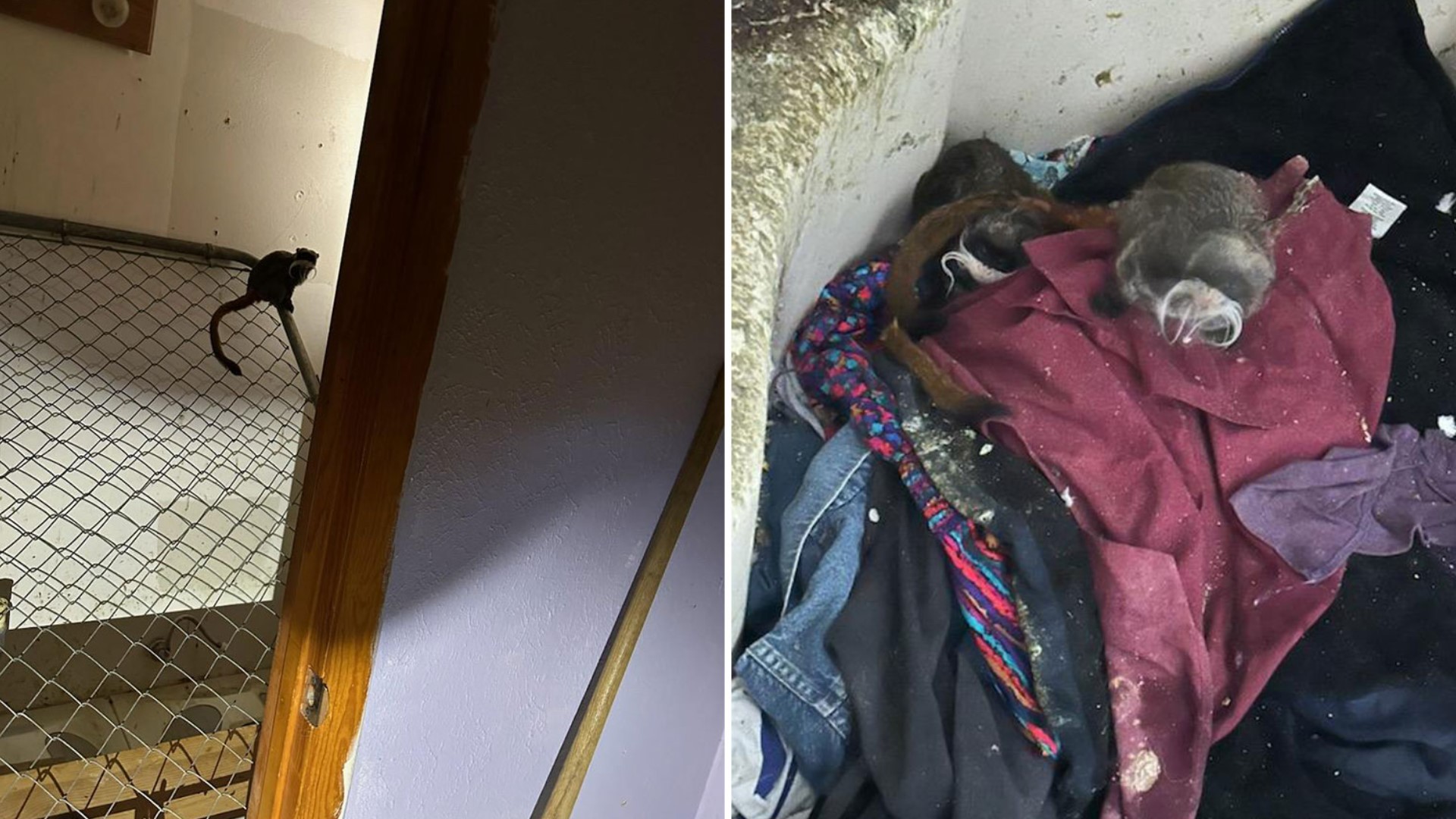 Church members say their tip led police to the missing monkeys | wfaa.com