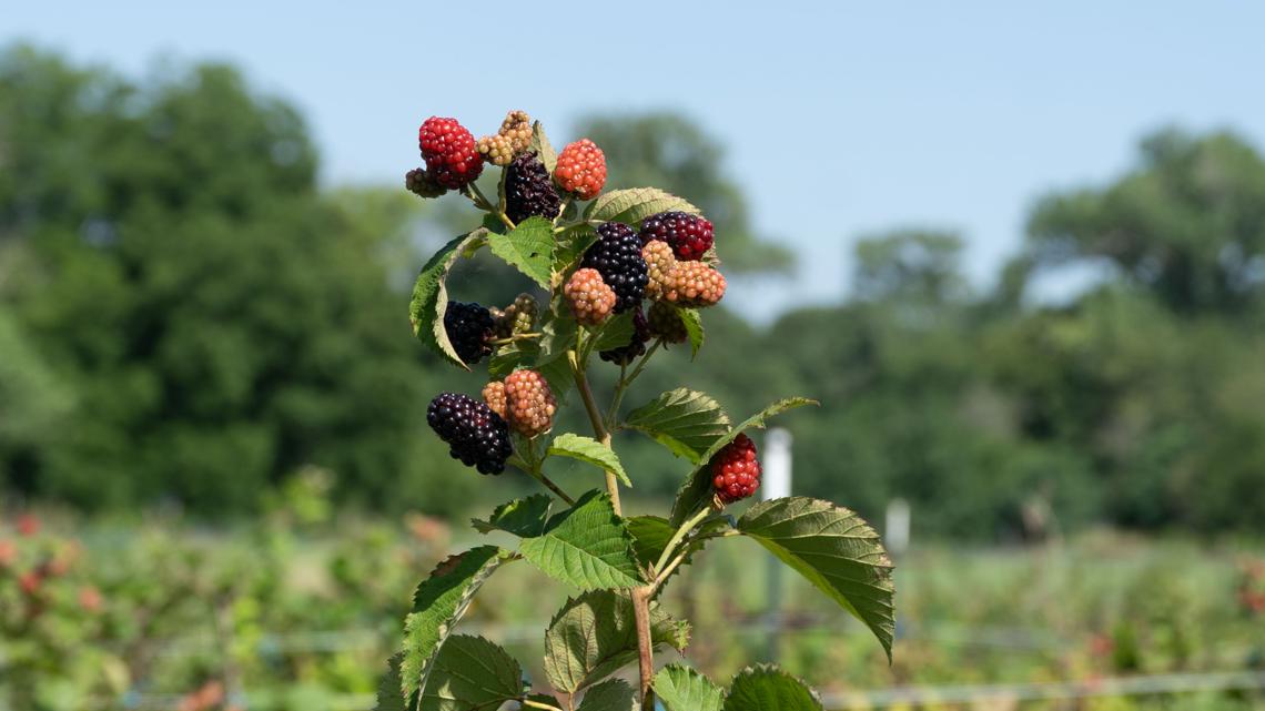 Agritourism grows in North Texas with pick-your-own-produce farms ...