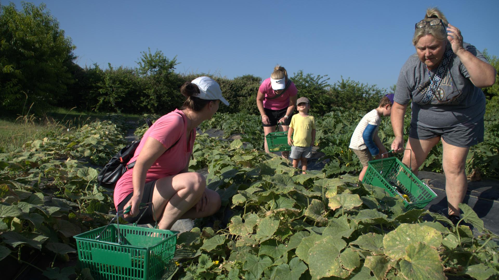 Agritourism grows in North Texas with pick-your-own-produce farms ...