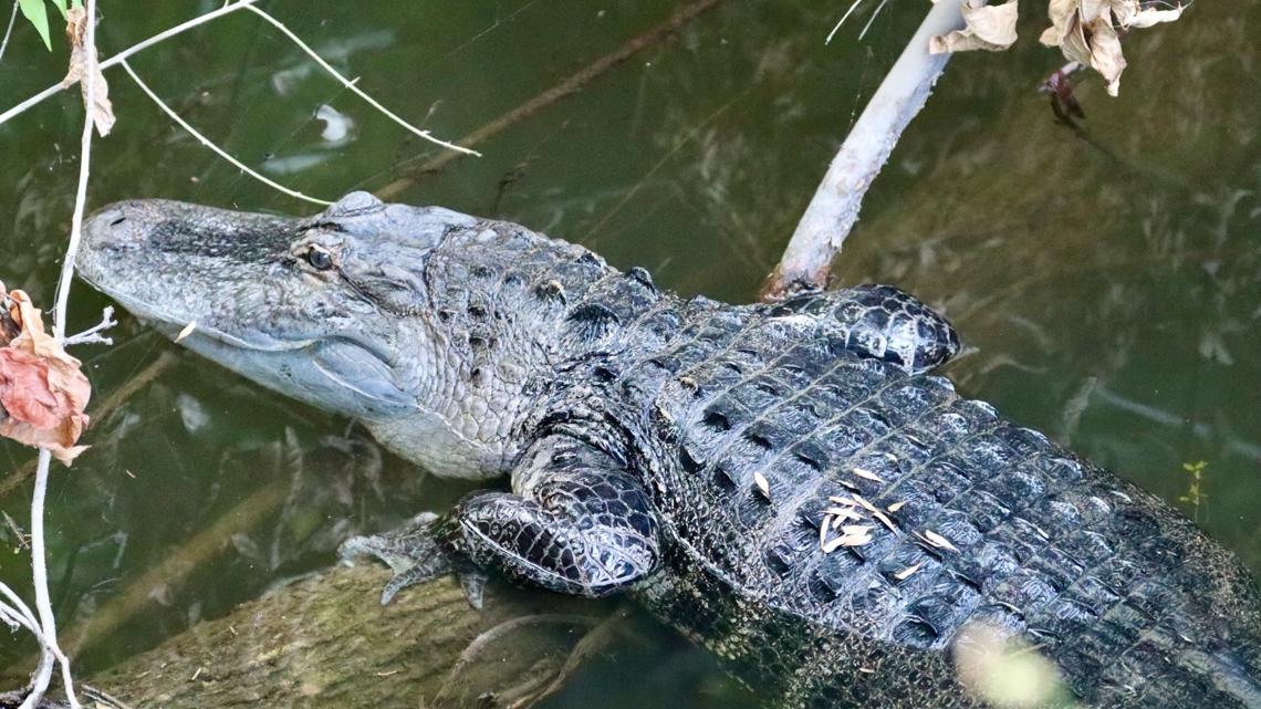 Alligator living near Denton Creek in North Texas | wfaa.com