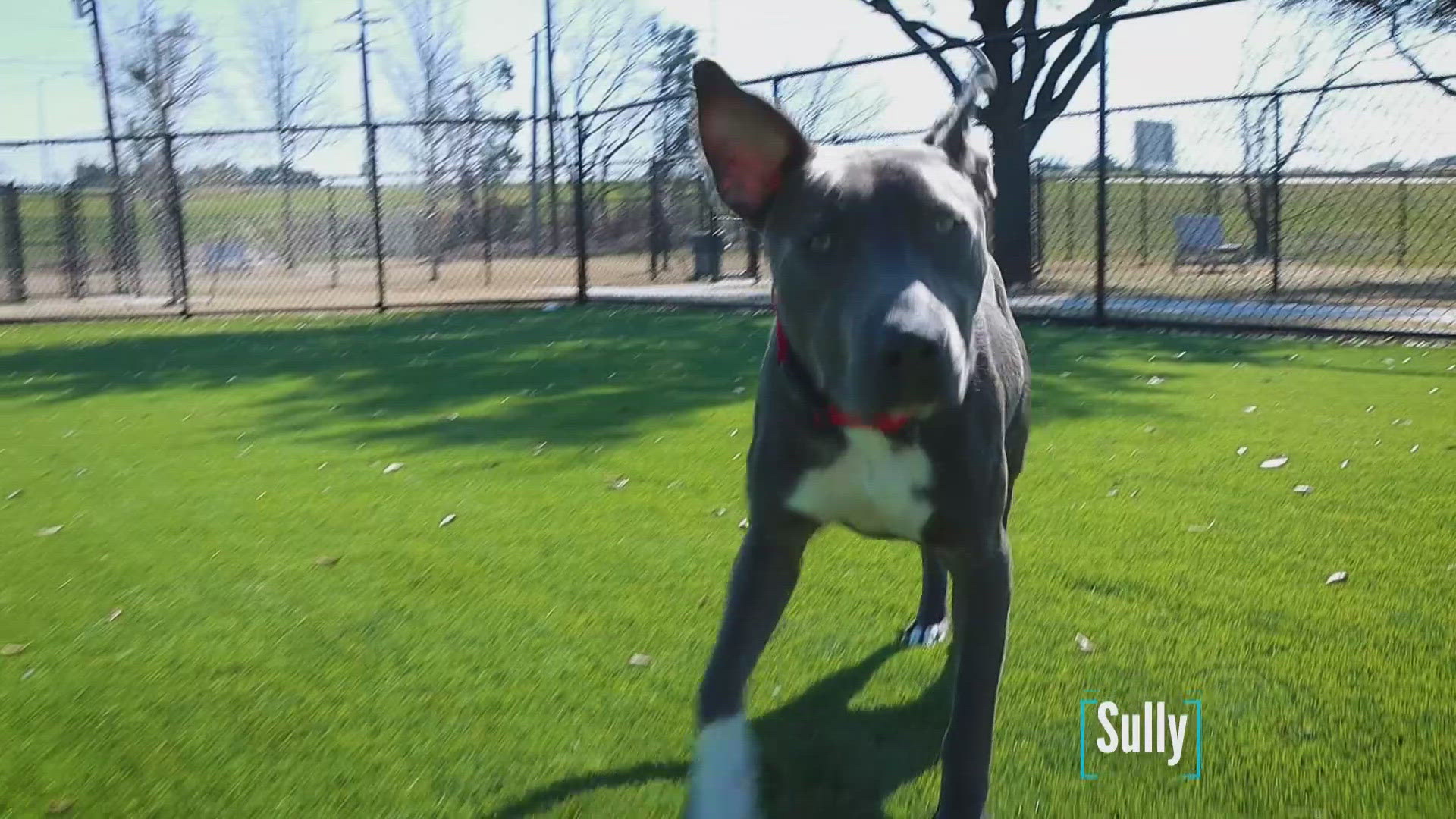 Tailwaggers: Meet Sully | wfaa.com