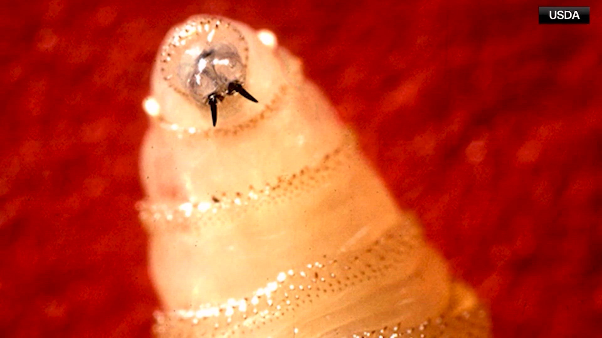 Gov. Abbott expands state of disaster after second flesh eating worm ...