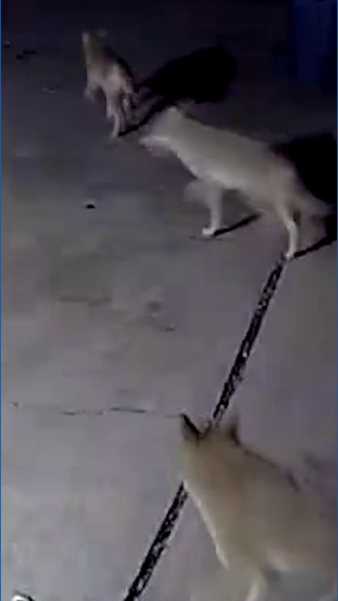 Video shows 4 coyotes moving through driveway near White Rock Lake ...