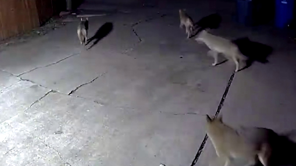 Video shows 4 coyotes moving through driveway near White Rock Lake ...