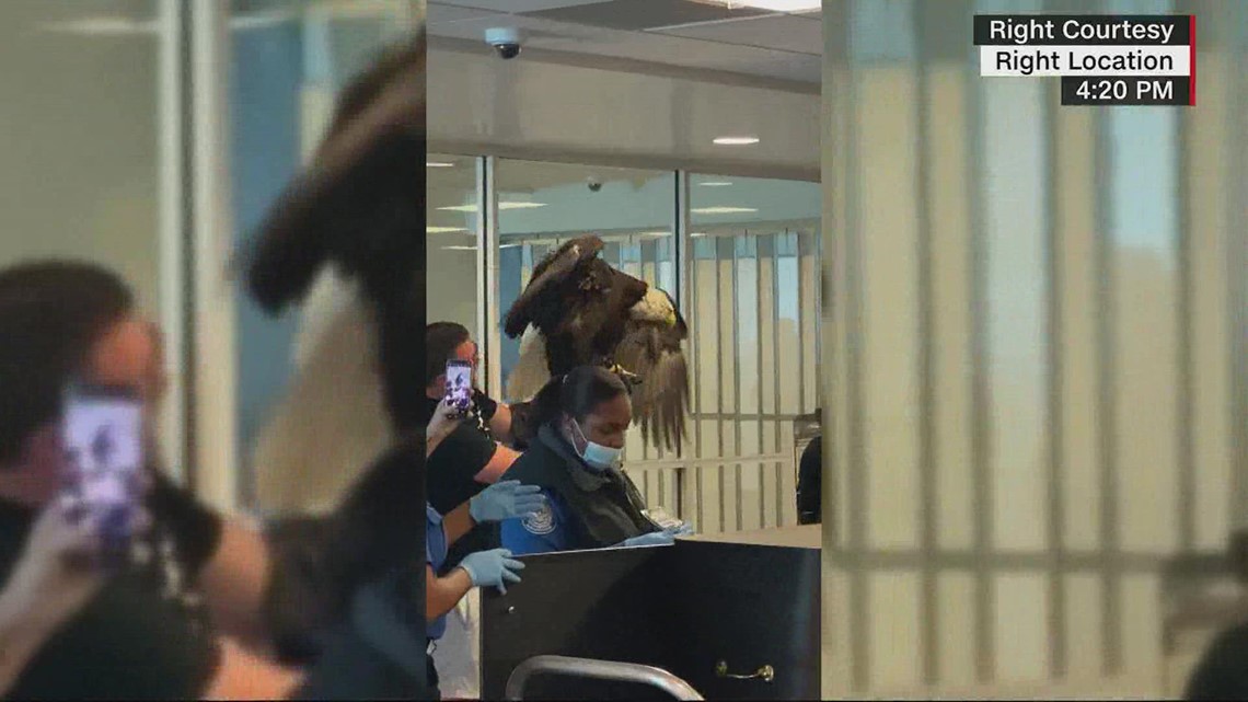Bald eagle spotted going through TSA at Charlotte airport | wfaa.com