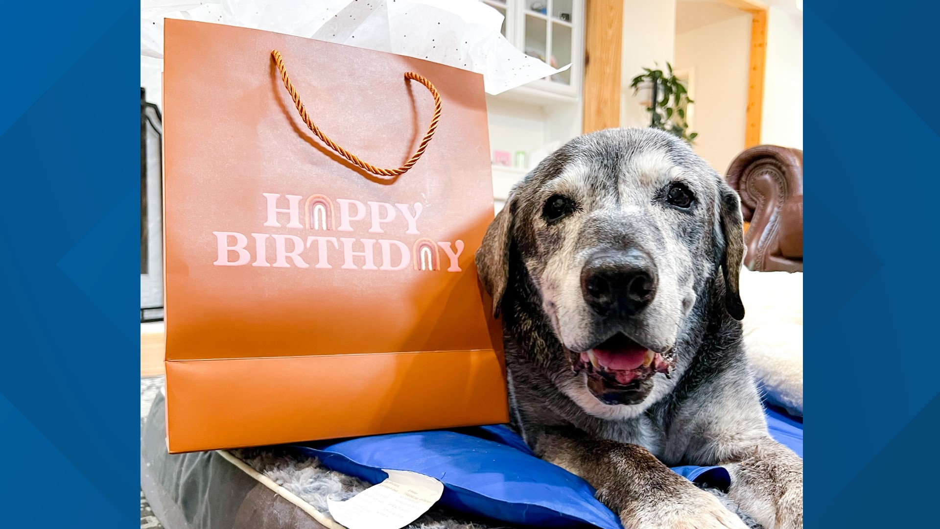 19-year-old Dallas dog enjoying short time left with new family | wfaa.com