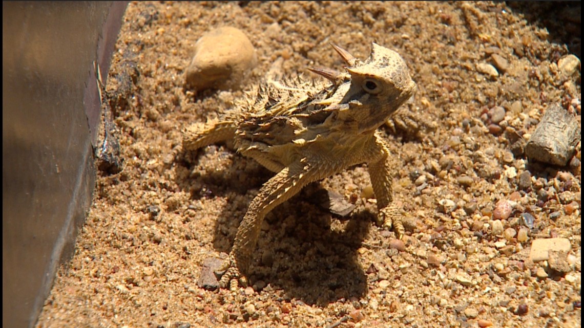 Zoo celebrates hundreds of hatchlings for threatened TCU mascot | wfaa.com