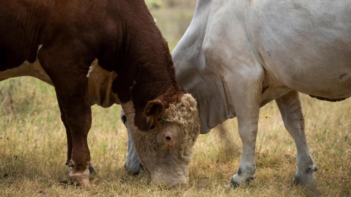 First U.S. screwworm case confirmed in South Texas | wfaa.com