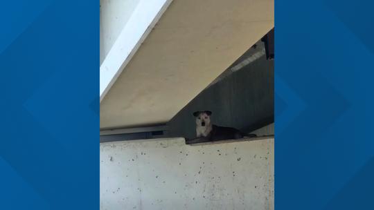 Dallas Fire-Rescue responders save dog stuck on pillar underneath ...