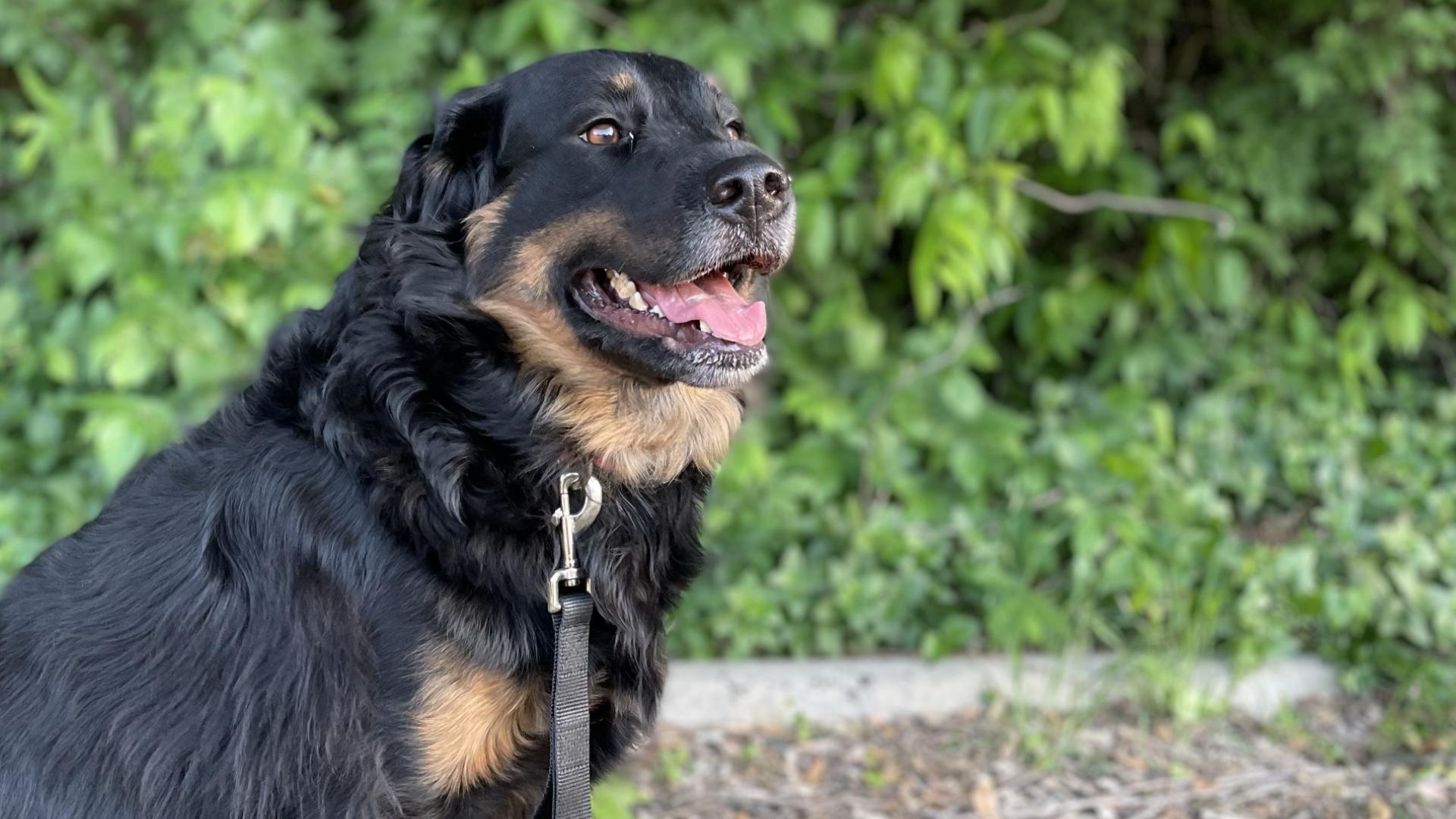 North Texas man says Rover app dog sitter lost his dog | wfaa.com