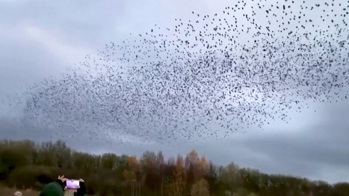 WATCH: Starlings create murmurations captured over UK nature reserve | wfaa.com