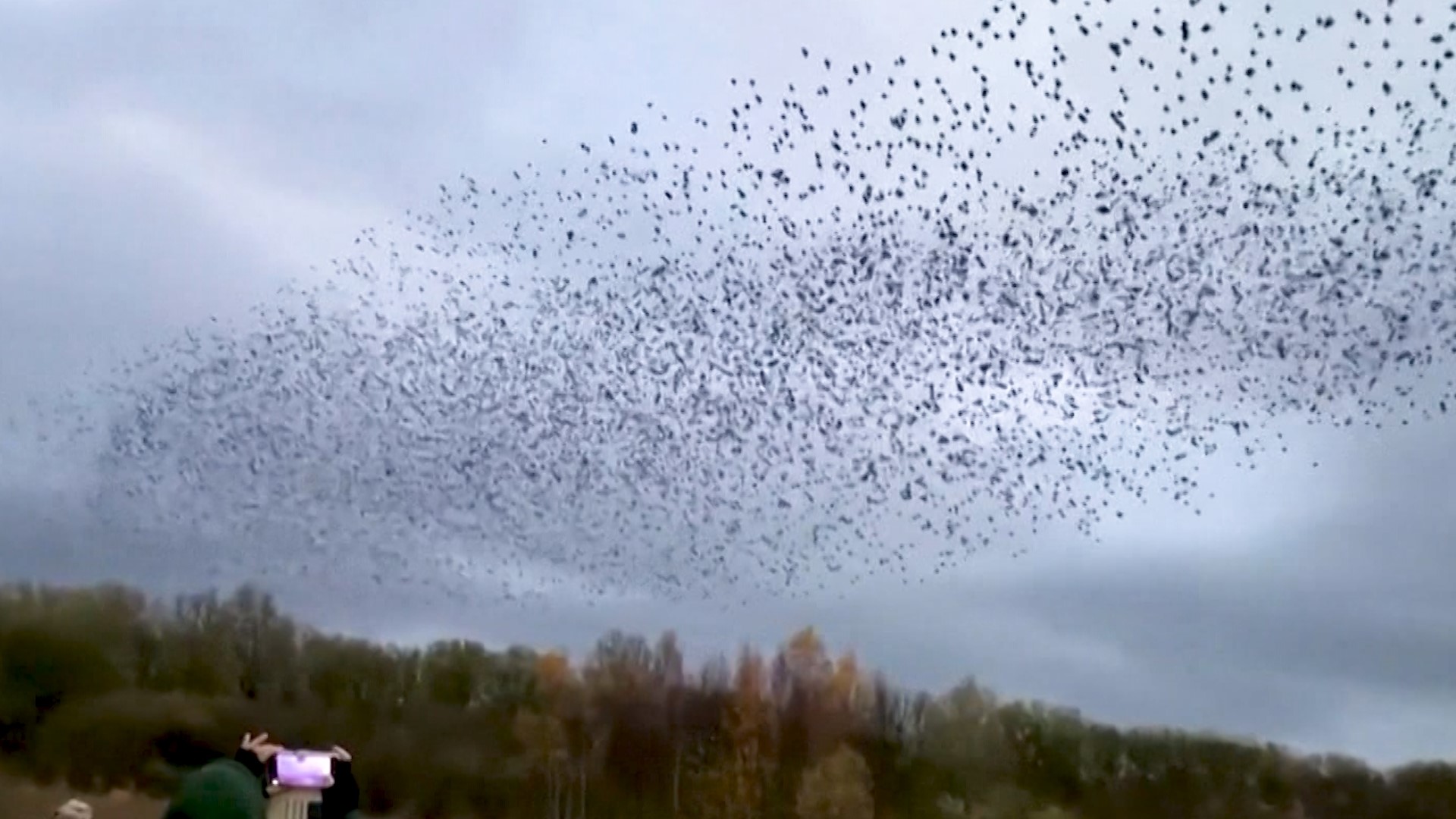WATCH: Starlings create murmurations captured over UK nature reserve | wfaa.com