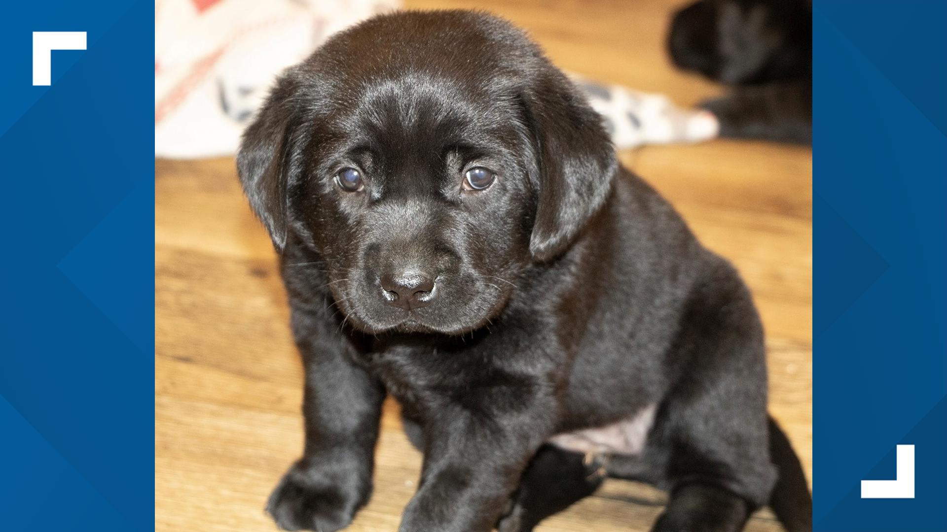 UNT police in Denton named its new K9 | wfaa.com