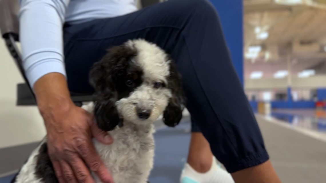 Dallas Mavericks have NBA's first emotional support dog | wfaa.com