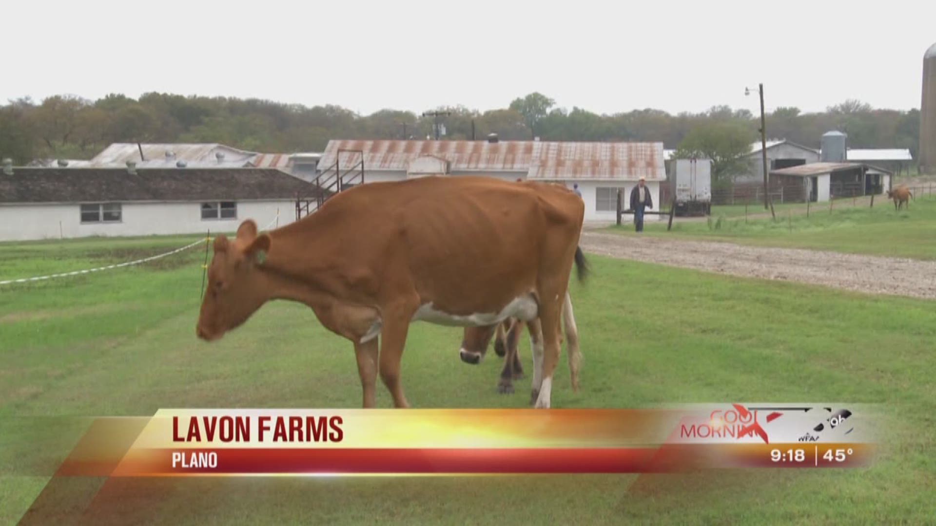 Take a Trip to Lavon Farms in Plano | wfaa.com