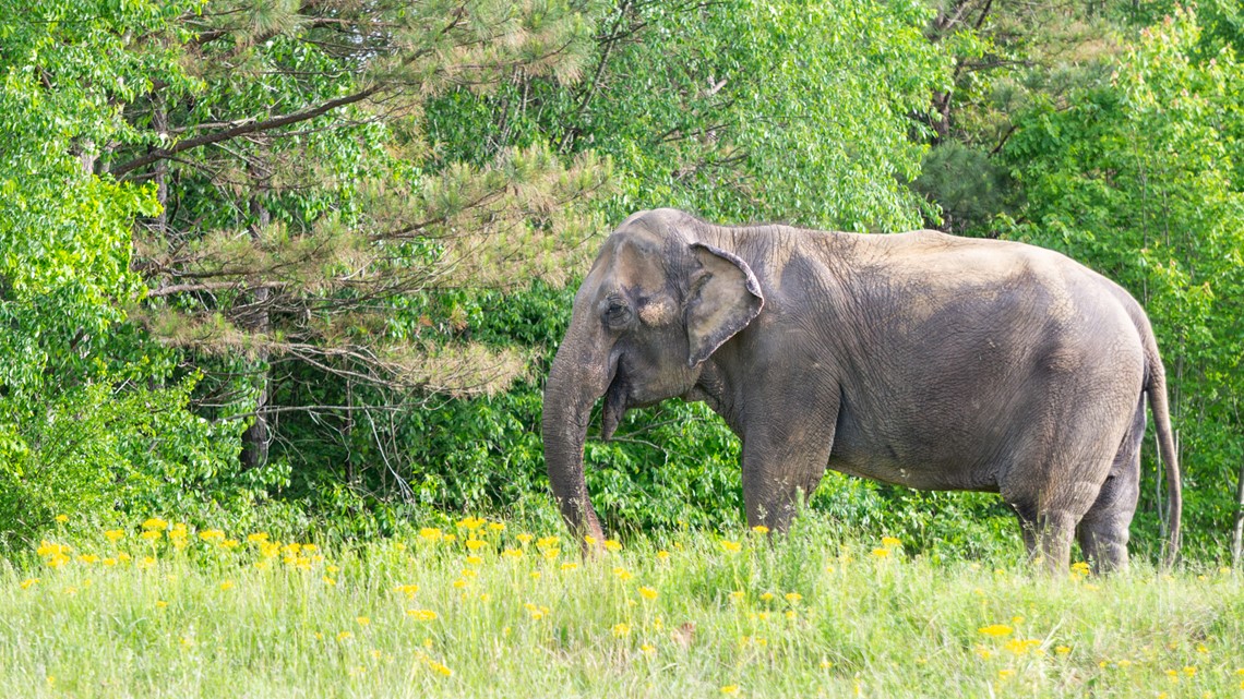 Elephant scared of water after surviving TX flood is given bath | wfaa.com