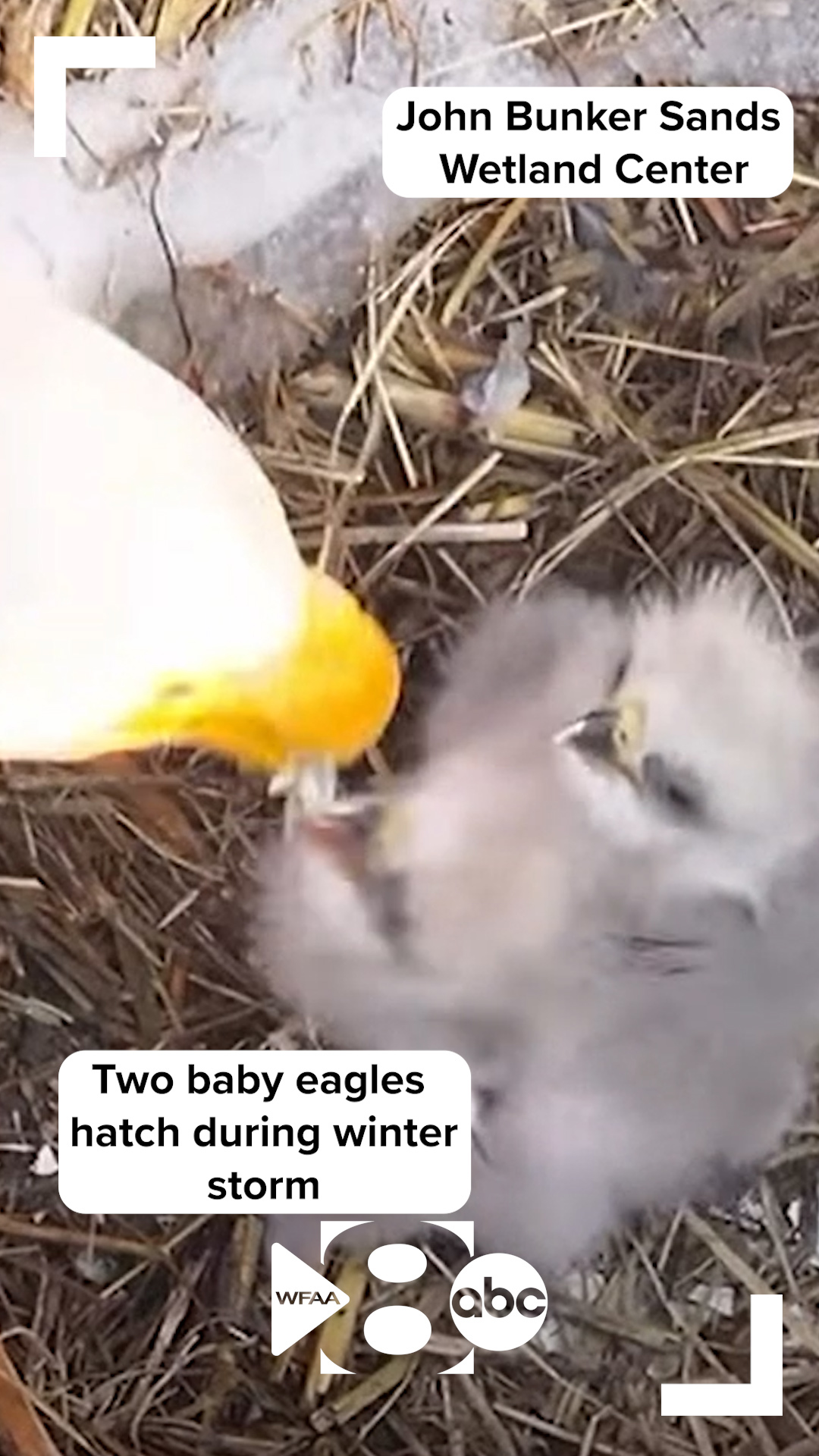 Baby eagles born in North Texas during winter storm | wfaa.com