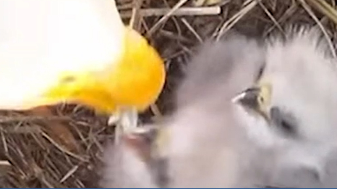 Baby eagles born in North Texas during winter storm | wfaa.com