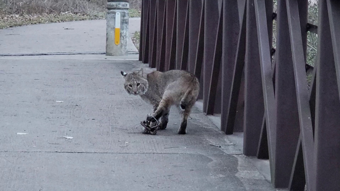 Injured bobcat in North Texas park sparks outrage over use of leg-hold ...