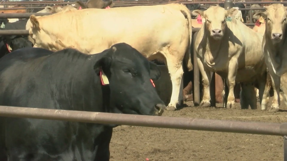 Texas cattle industry taking a hit, ranchers say | wfaa.com