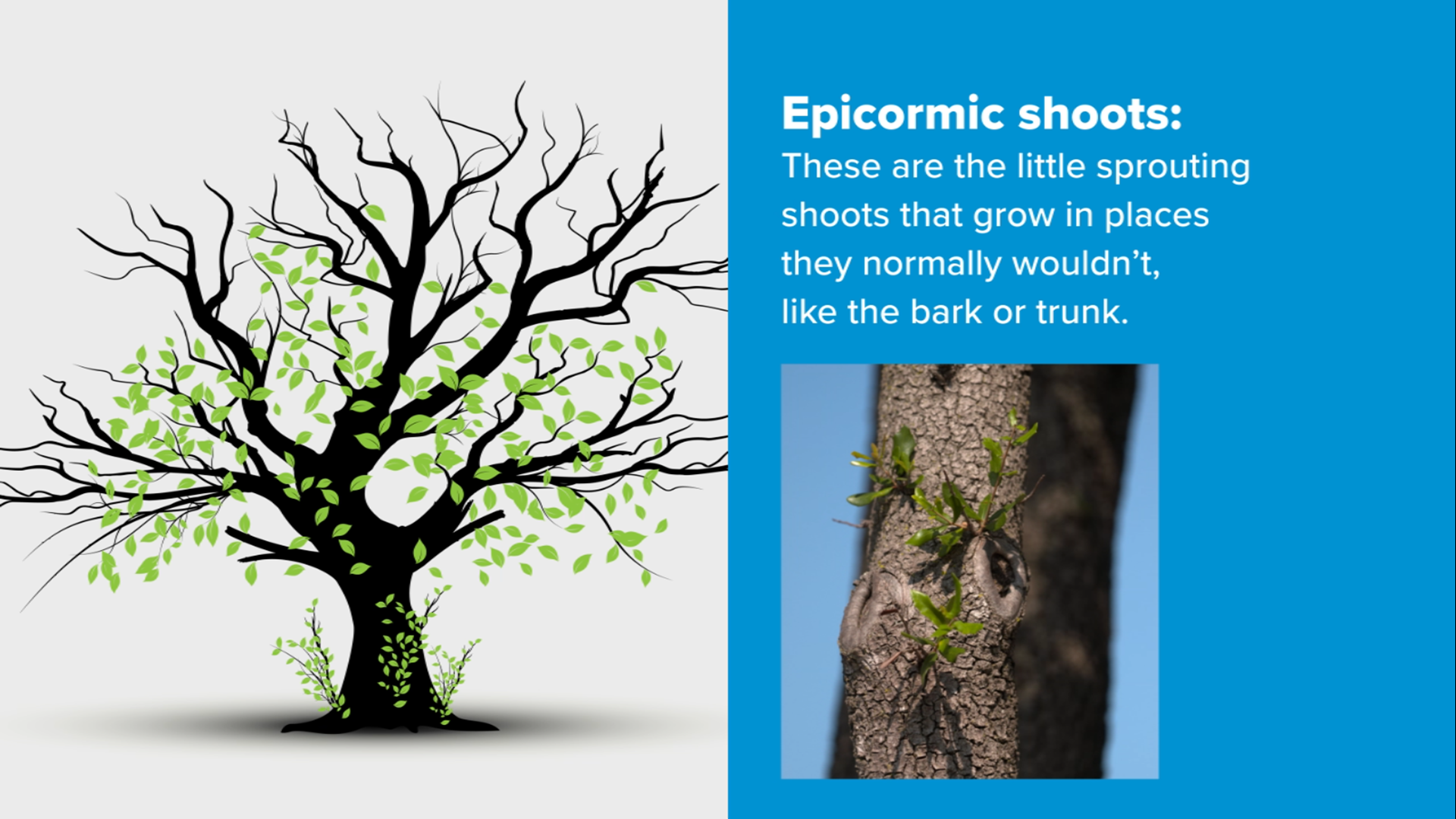 Why are your trees dying? The Texas deep freeze might be to blame ...