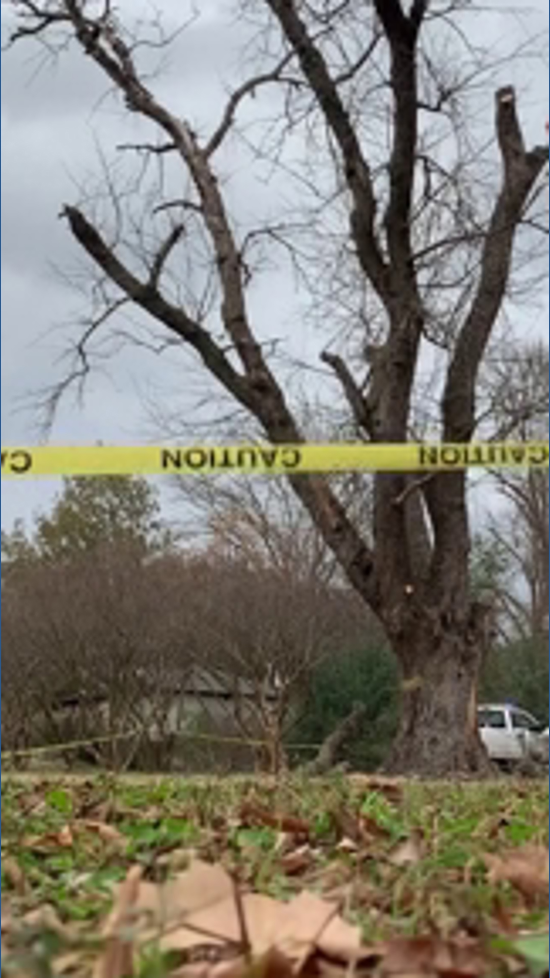 Tiny beetle, massive impact: emerald ash borer reshaping Dallas’ tree ...