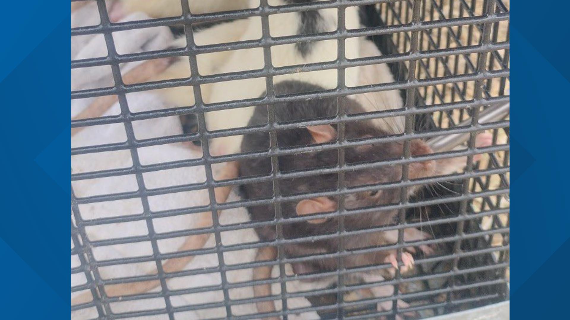 Texas police rescue abandoned rats from the side of the road | wfaa.com