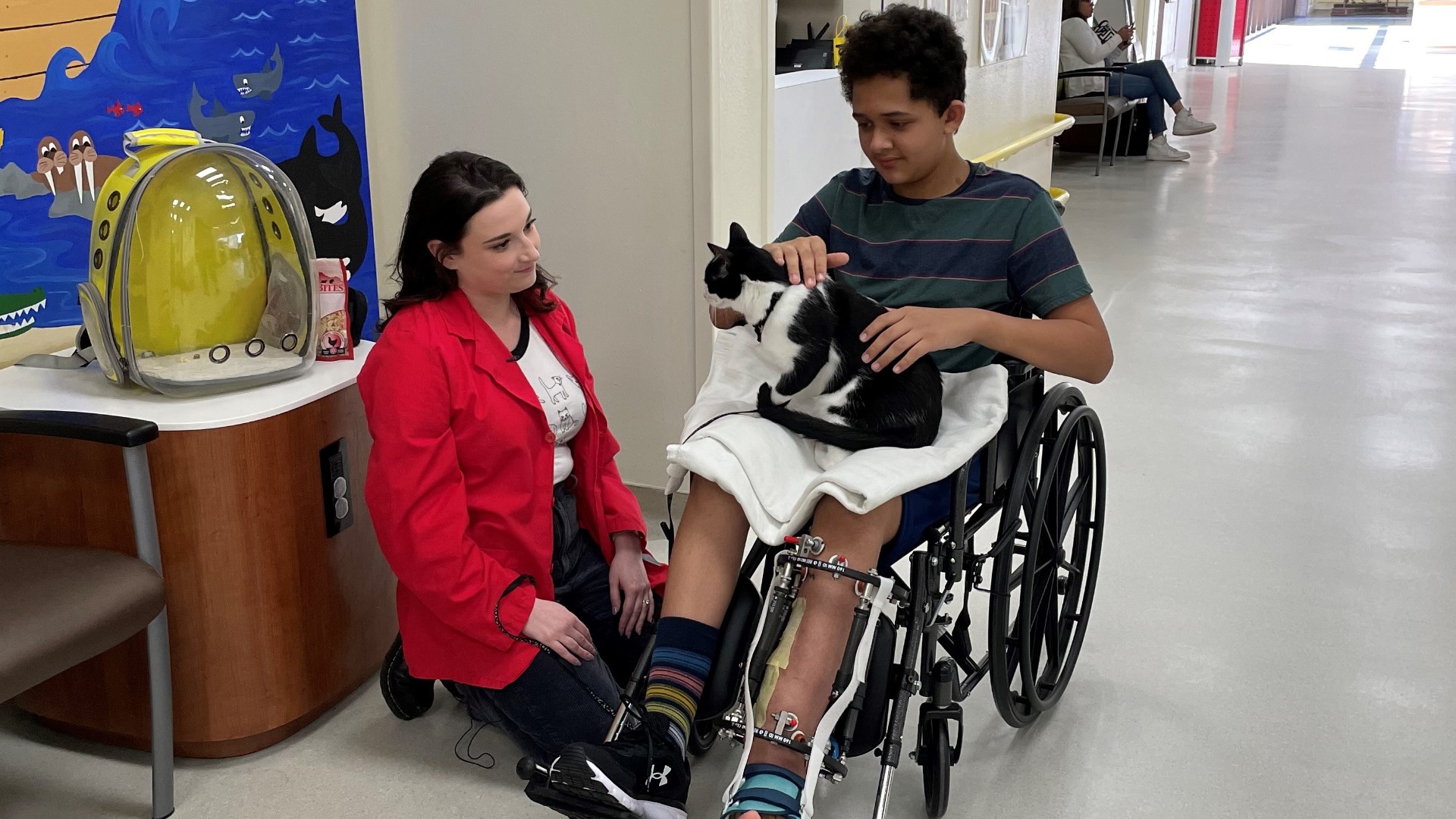 Therapy cat raising spirits at Dallas pediatric hospital | wfaa.com