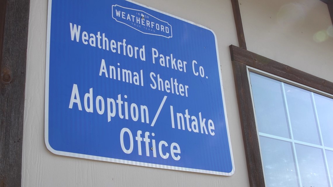 Texas man sentenced to 40 years for torturing, killing kittens at local ...