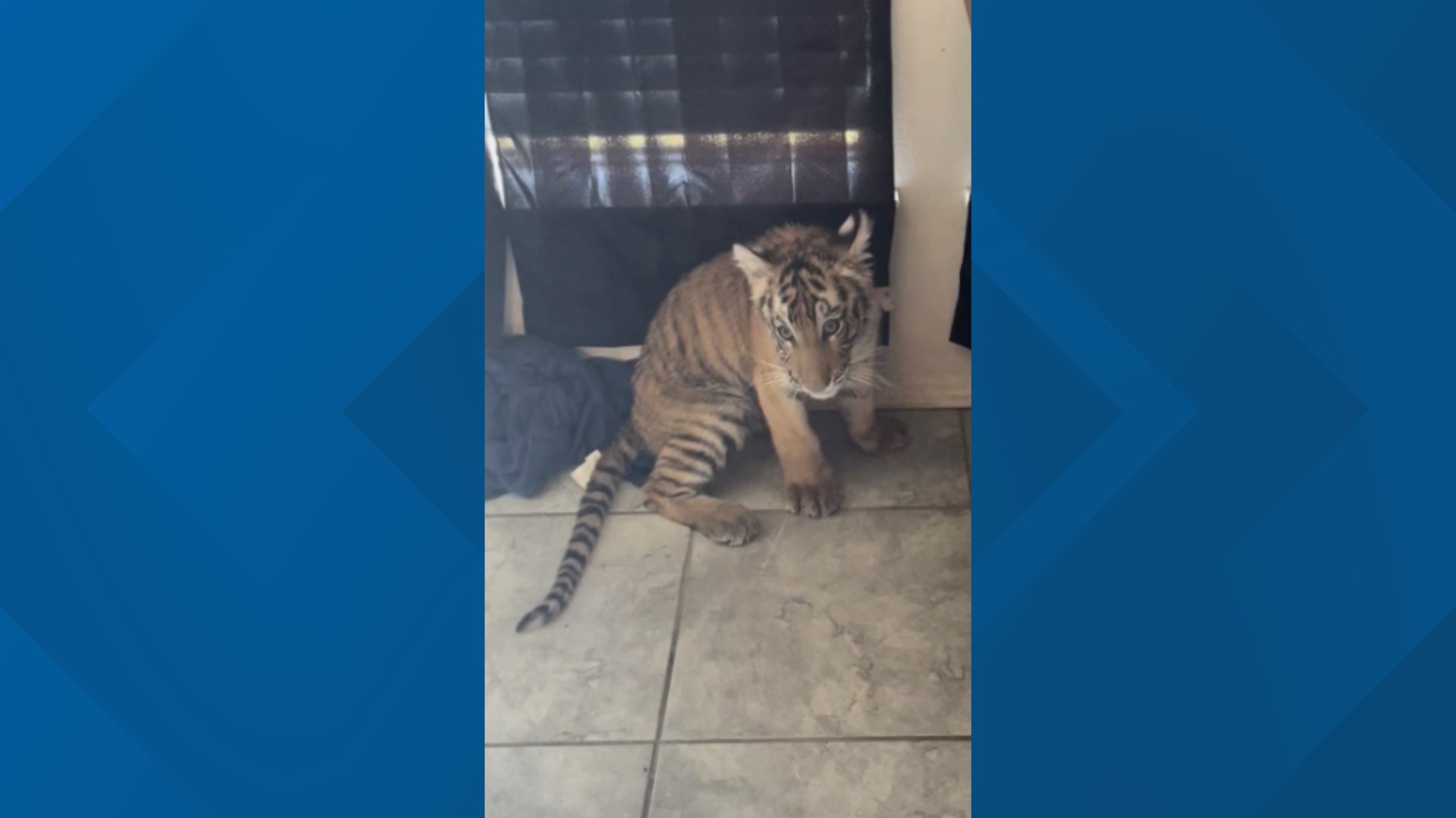 Feds seize tiger cub while arresting Dallas rapper Trapboy Freddy ...