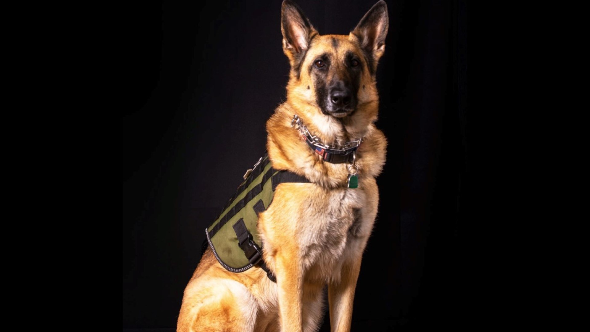 Service dog takes final flight home on Southwest | wfaa.com