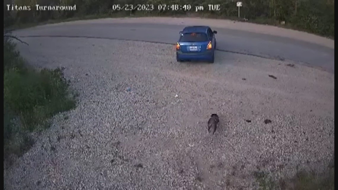 Another dog abandoned on southern Dallas road notorious for animal ...