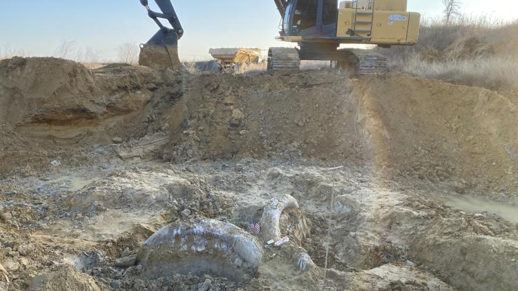 Mammoth skull found in Ellis County, Texas quarry | wfaa.com