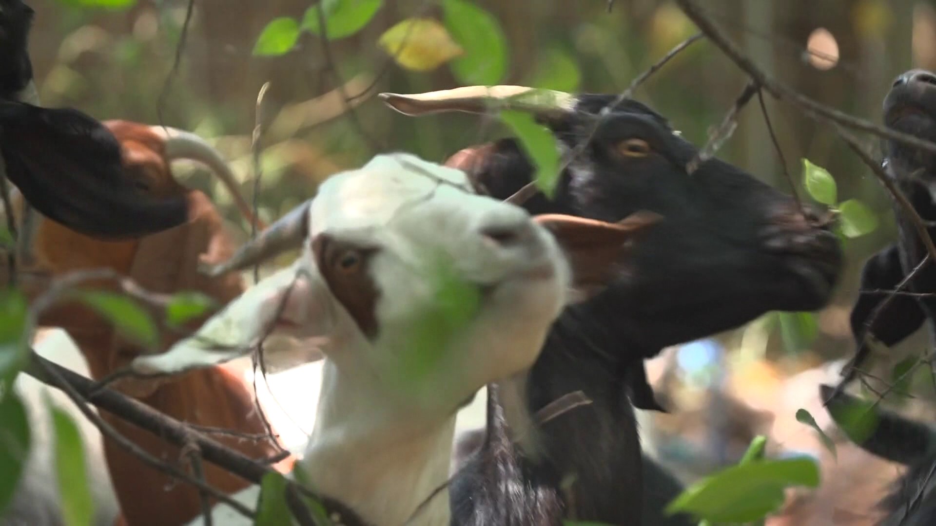 Dallas using goats to reduce brush, fight flood and fire danger | wfaa.com