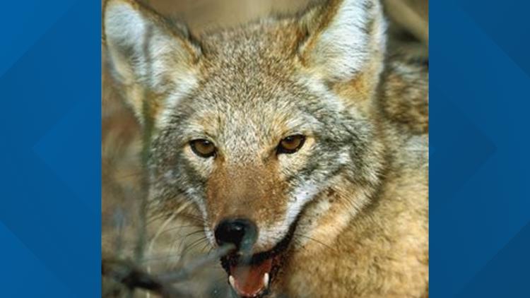Dallas marshal shot, killed aggressive coyote near Katy Trail, city ...