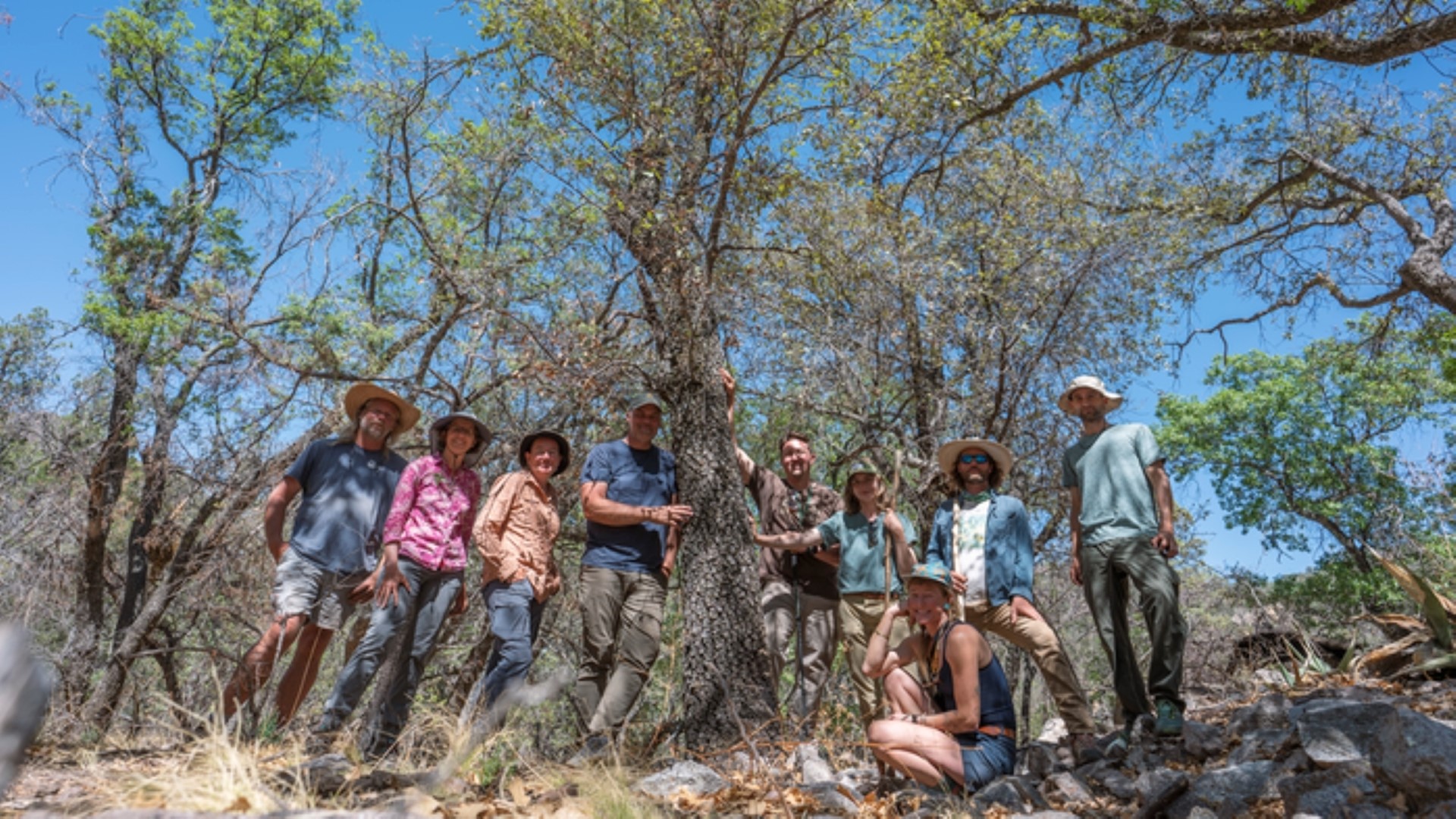 Once extinct oak tree found at Texas national park | wfaa.com