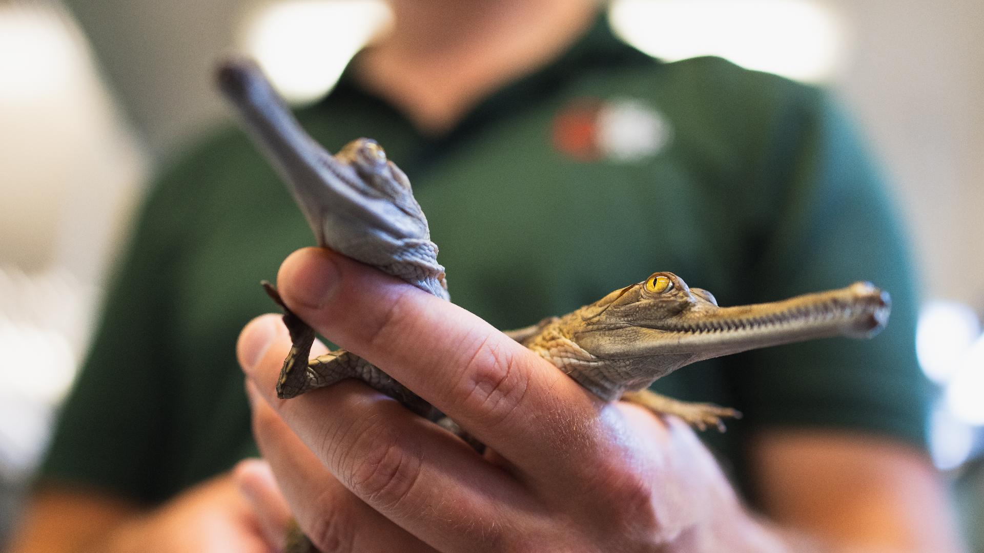 Fort Worth Zoo touts successful breeding of endangered species | wfaa.com