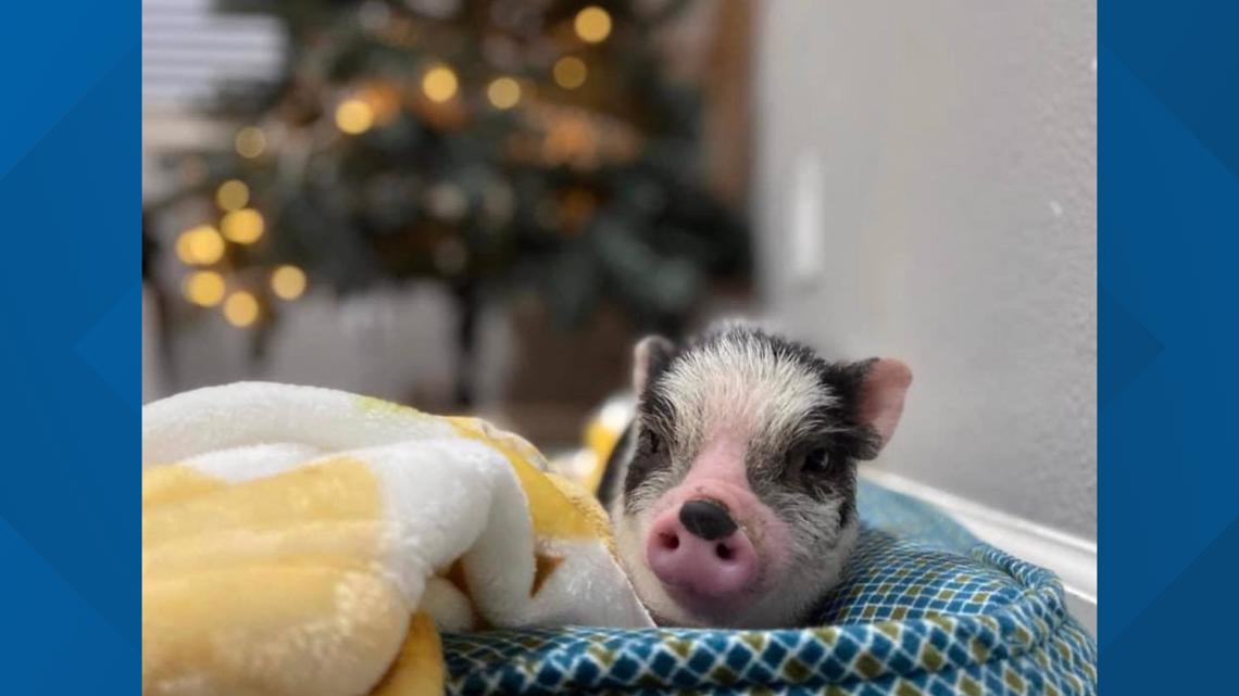 Grand Prairie family's miniature pig Chopper missing | wfaa.com