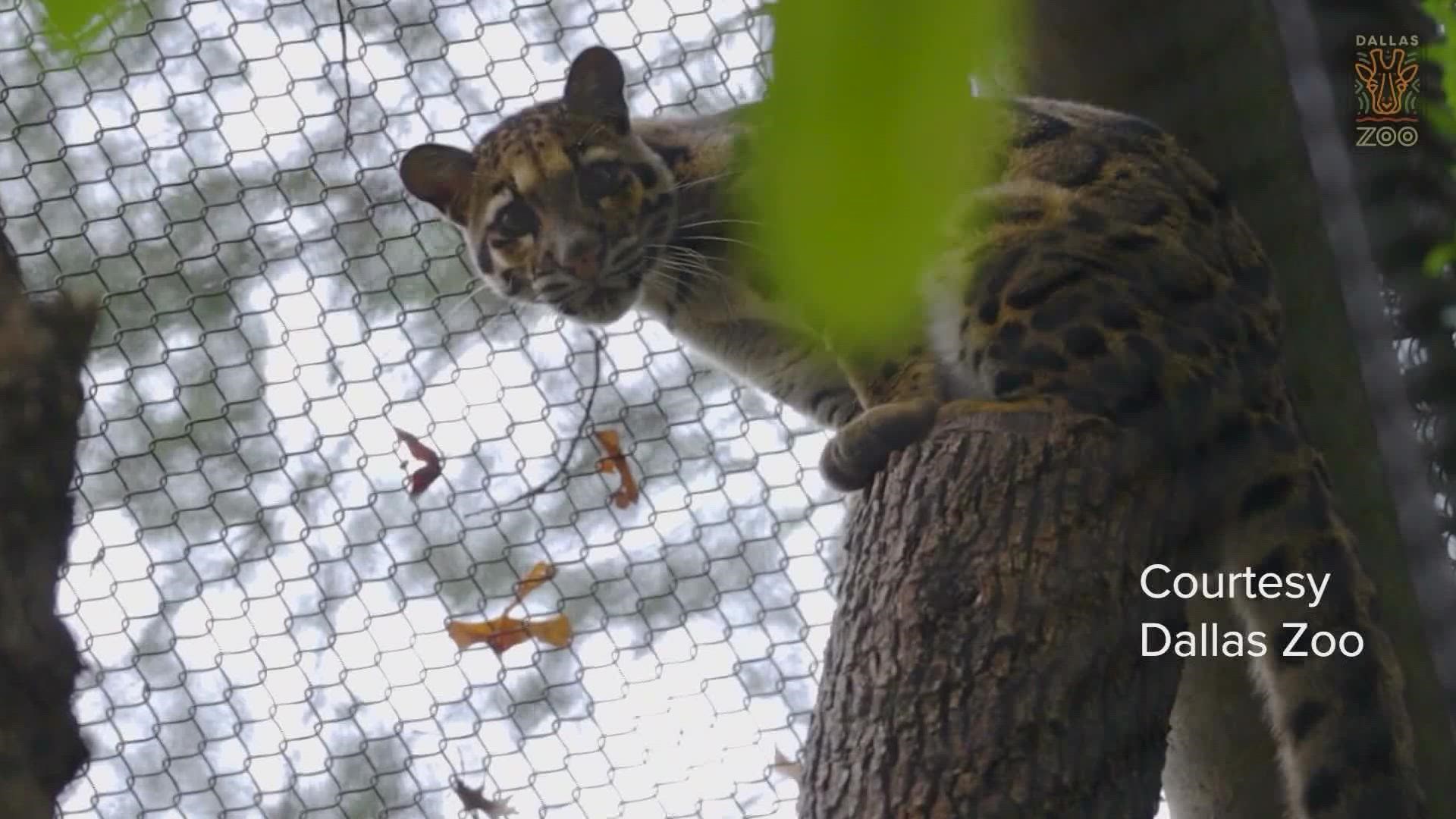 Clouded leopard settles back into Dallas Zoo habitat with sister | wfaa.com