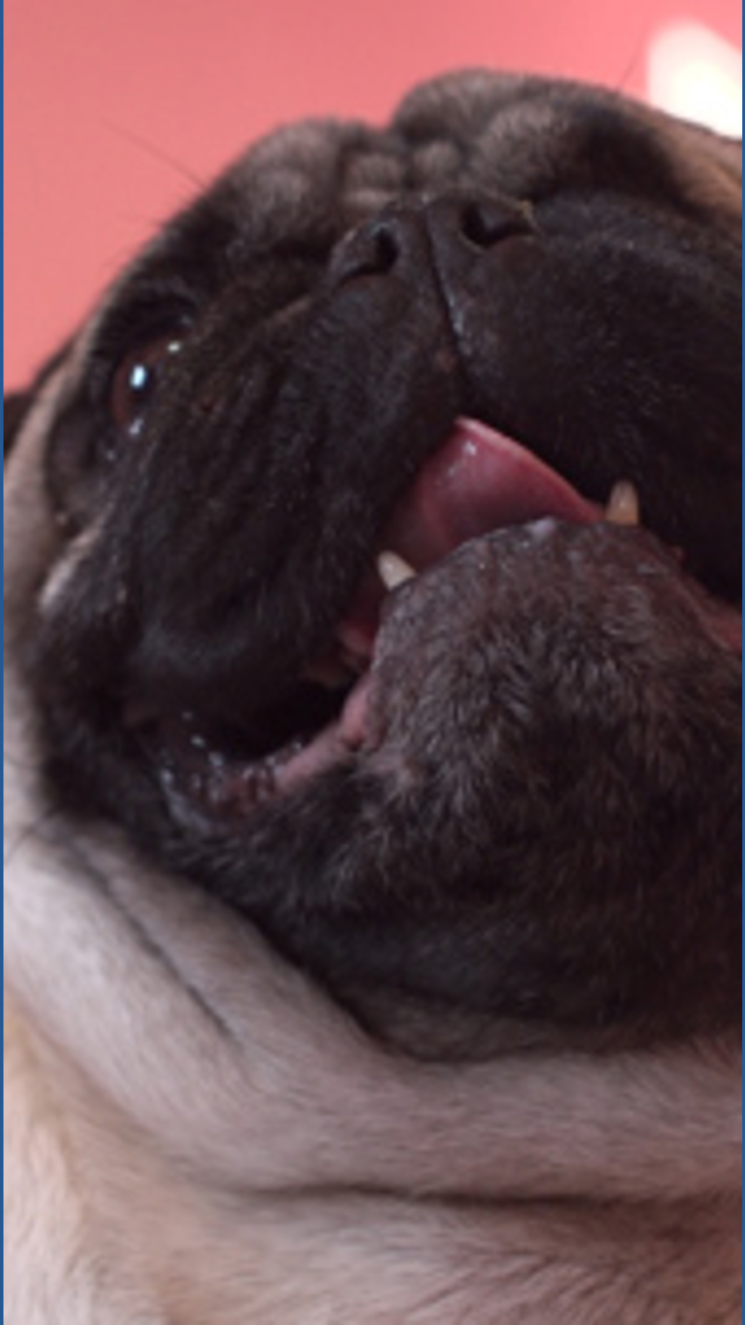 Coffee and pugs: New pug cafe offers unique experience in Frisco | wfaa.com