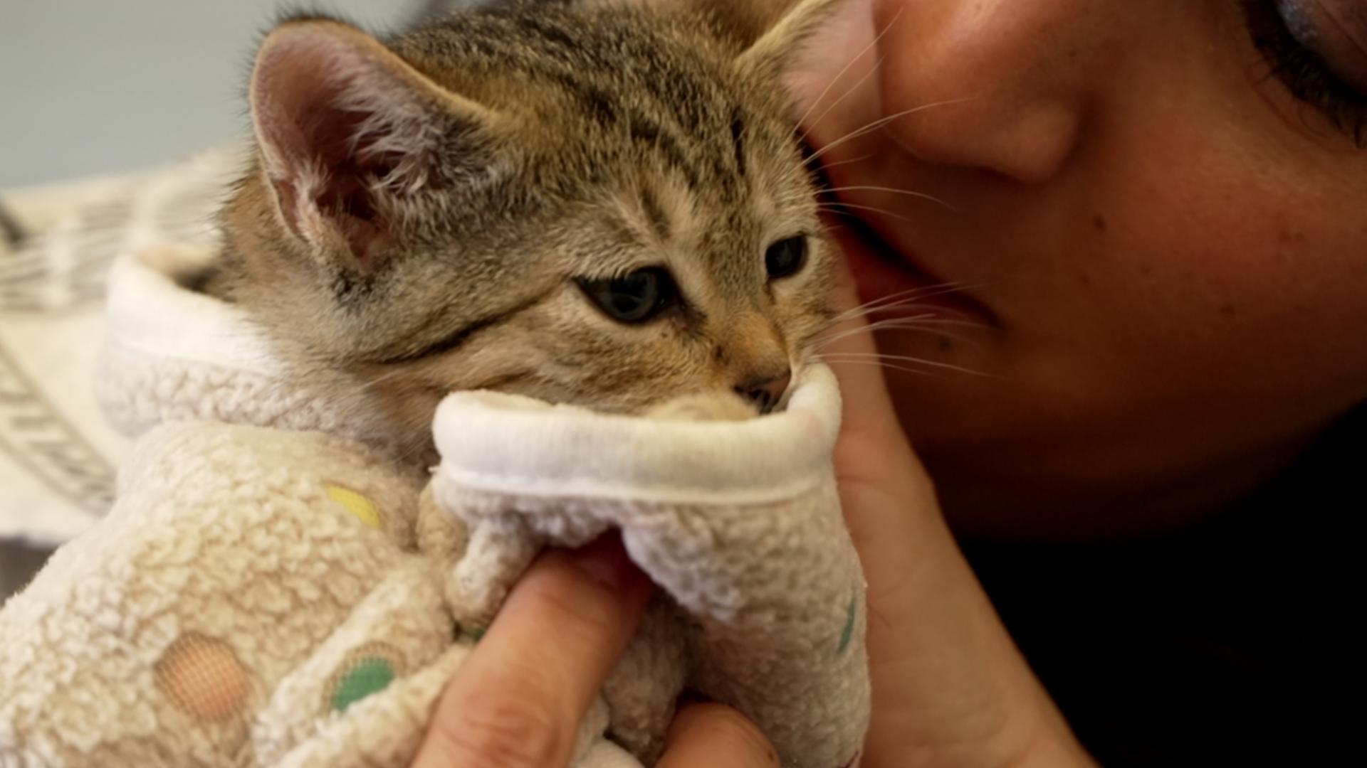 Dallas Animal Services kicks off annual Community Kitten Shower | wfaa.com